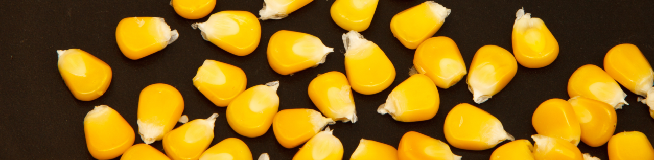 Maize Day 2024 - Interreg Central Europe