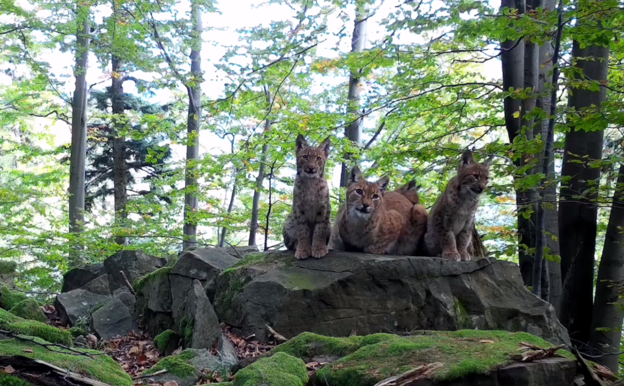 Together for lynx – Taking cooperation to the next level - Interreg ...